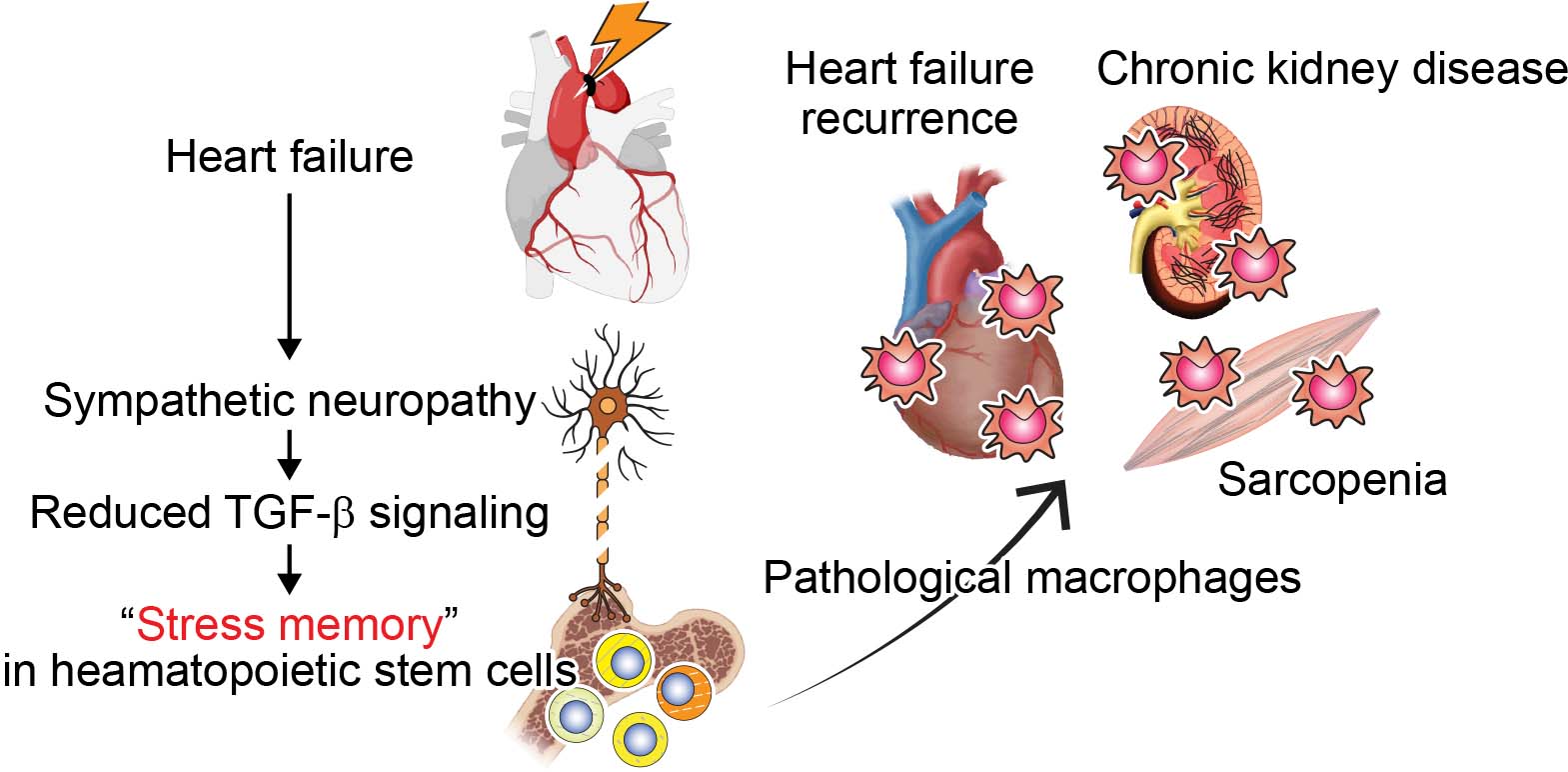 Stress memory in heamatopoietic stem mcells | Manabe lab.