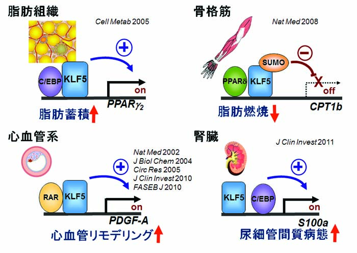 これまでの研究成果(KLF5) | 真鍋研究室